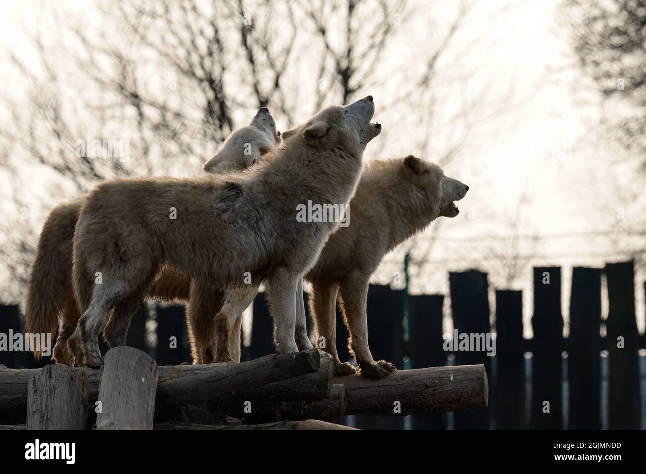 A group of white wolves in a zoo, a white predator, howling wolves ...
