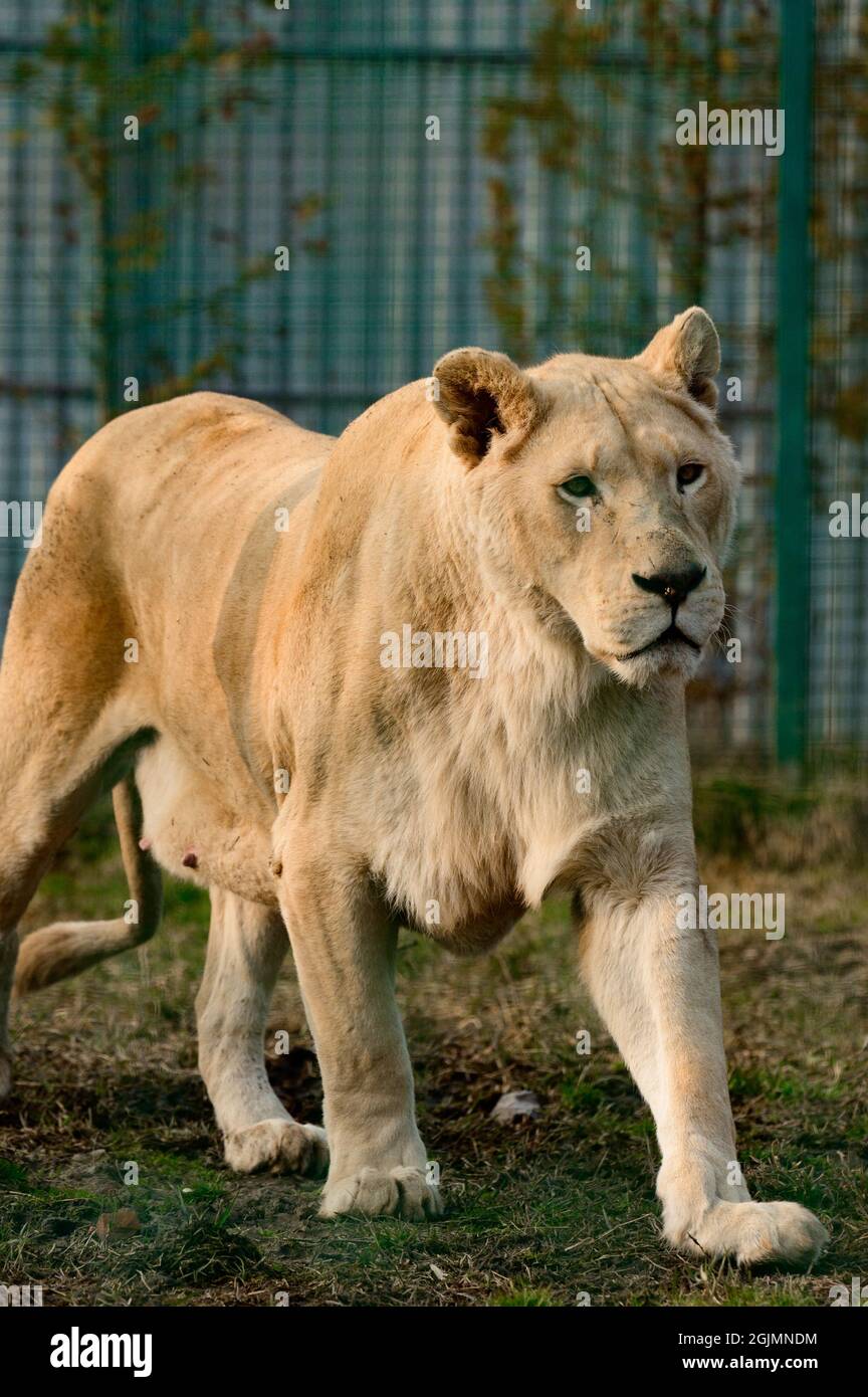 Rare and endangered species of white lions, the zoo and animal life in ...