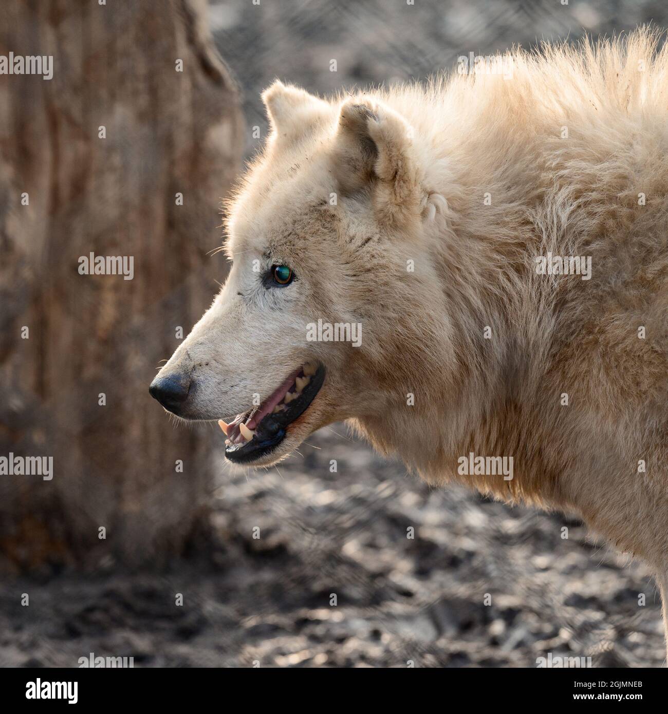 Animal life in a zoo, white and predatory wolves, zoos of Ukraine Stock ...