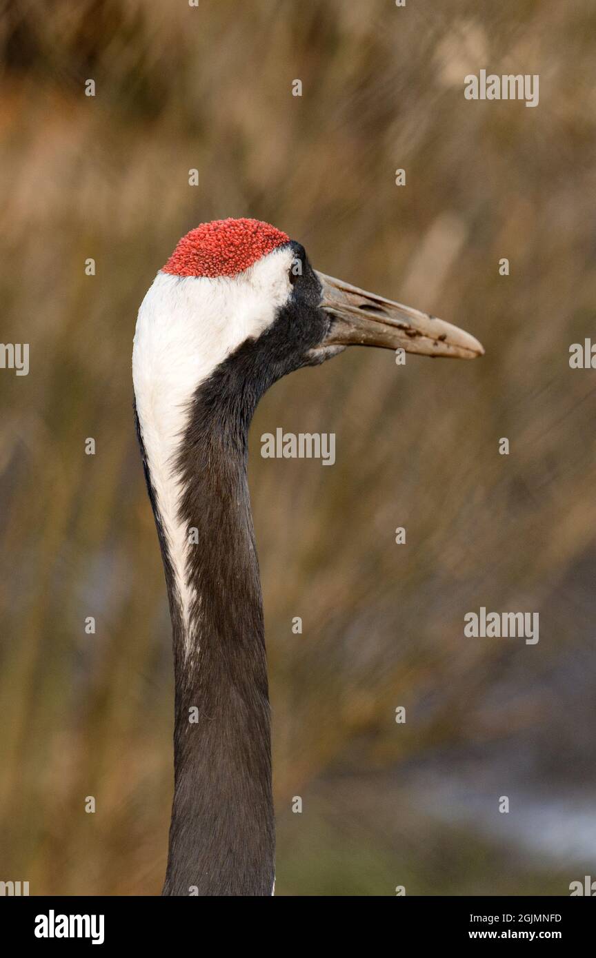 Japanese crane in the zoo, a bird in captivity, a colorful bird, a bird ...
