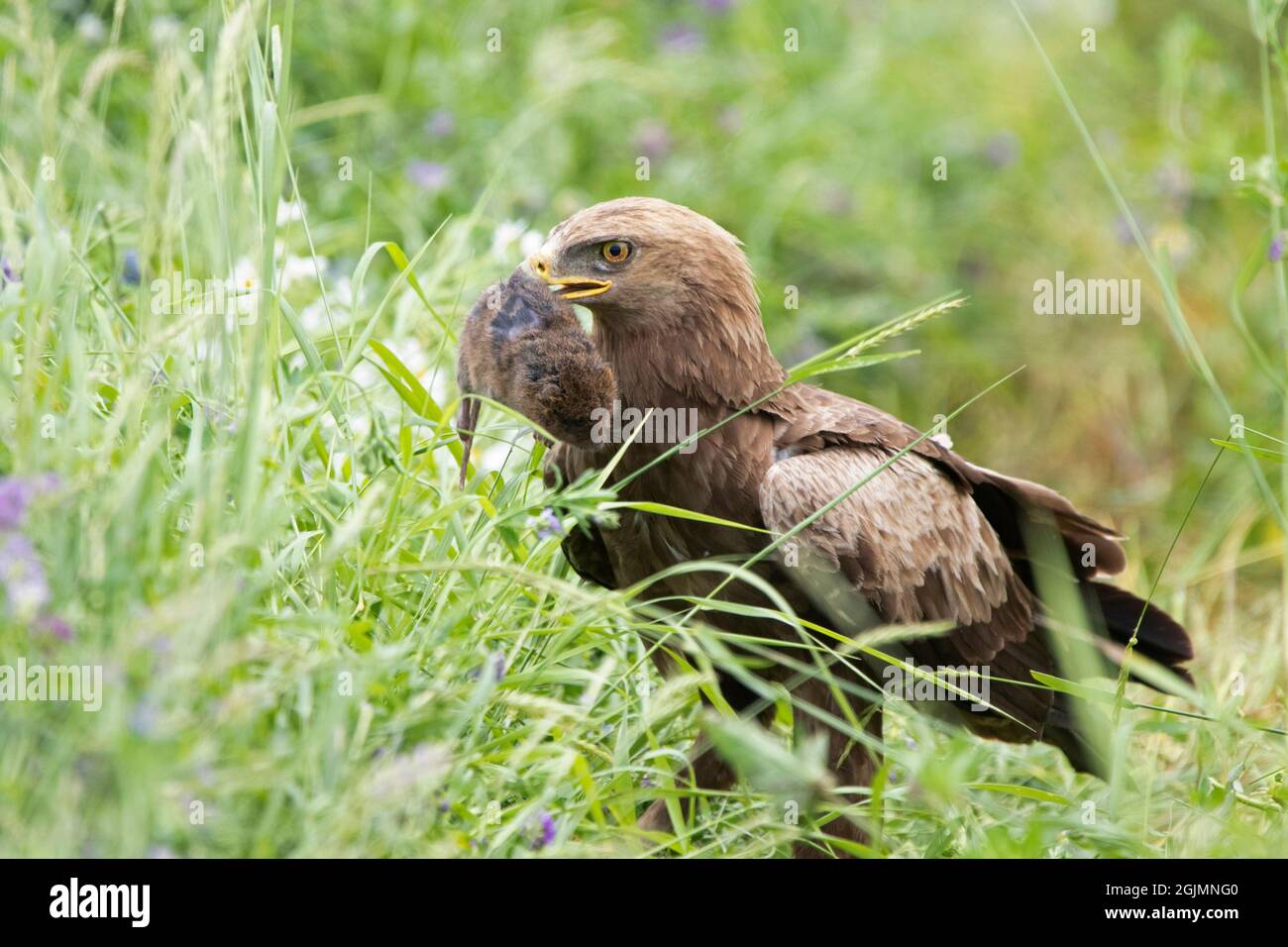 Lesser spotted eagle with mouse prey Stock Photo - Alamy