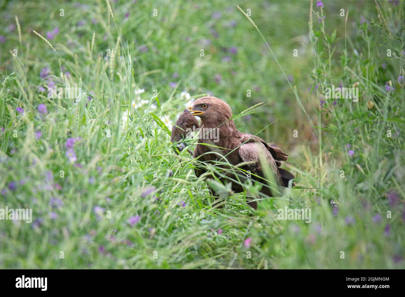 Lesser spotted eagle with mouse prey Stock Photo - Alamy