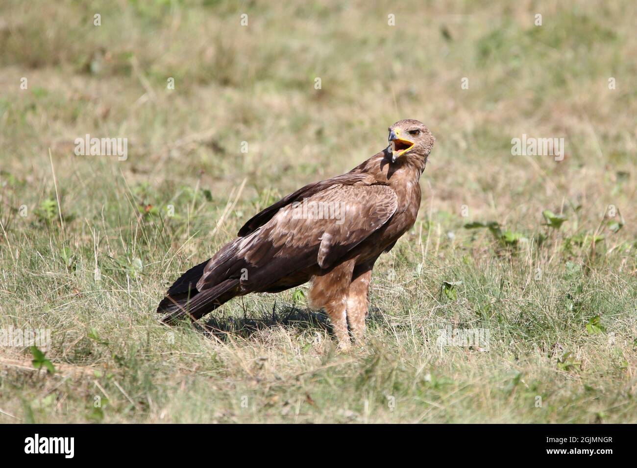 Lesser spotted eagle sitting in hi-res stock photography and images - Alamy