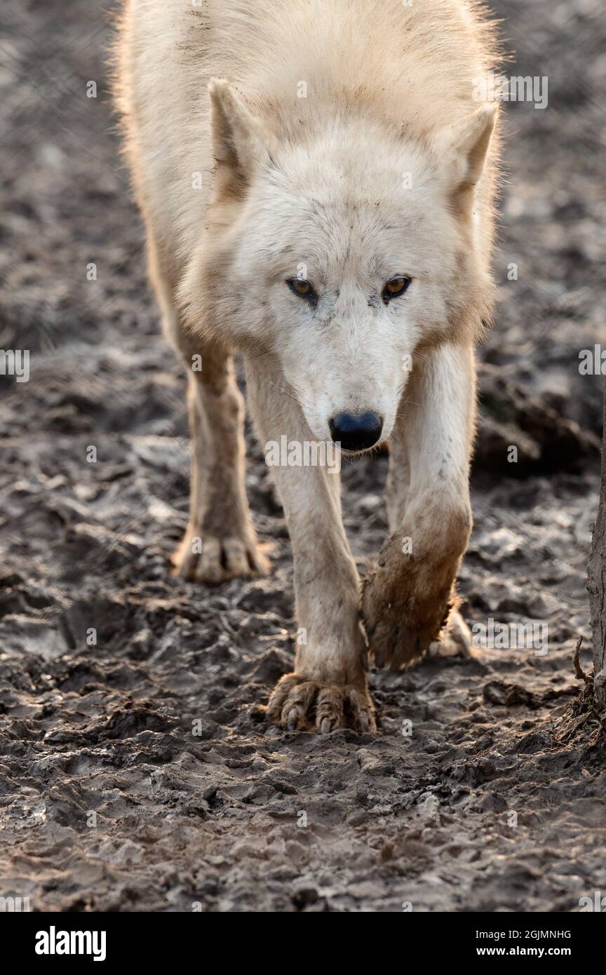 Animal life in a zoo, white and predatory wolves, zoos of Ukraine Stock ...