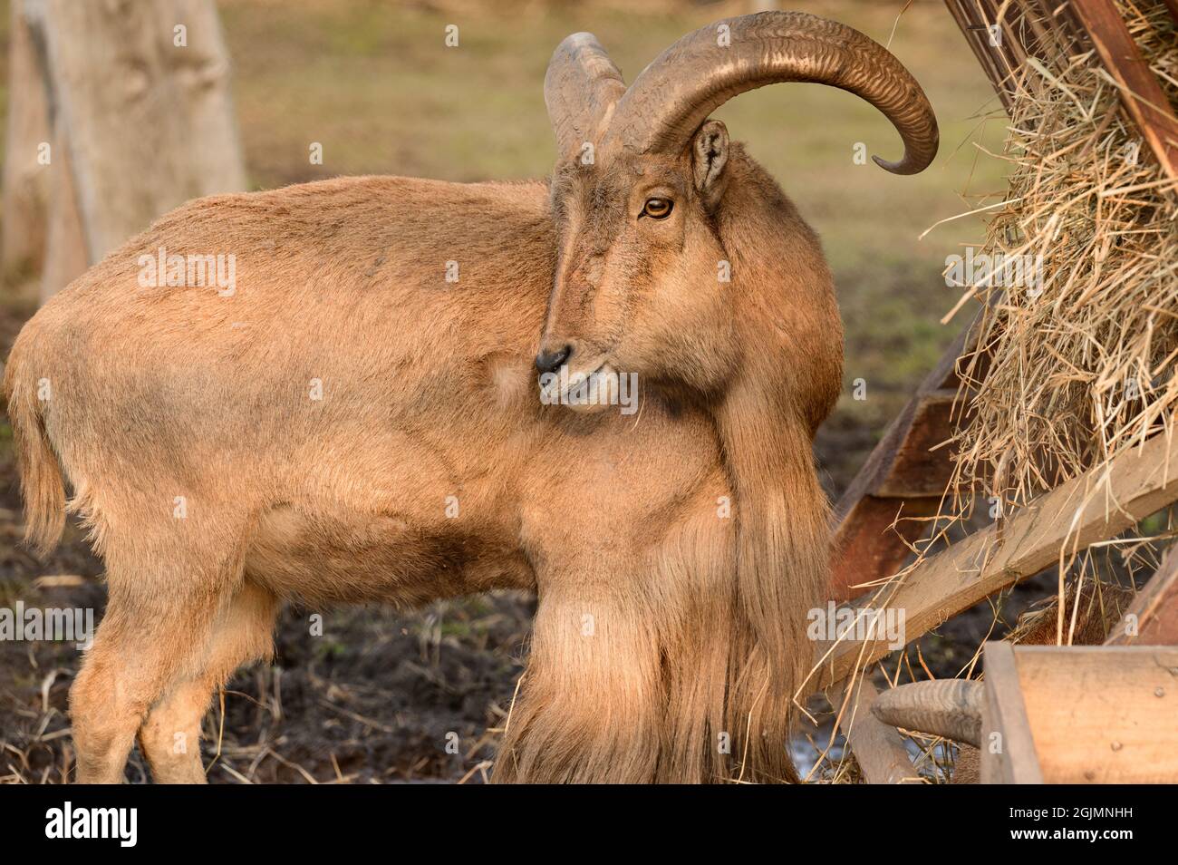 Rounded horns hi-res stock photography and images - Alamy