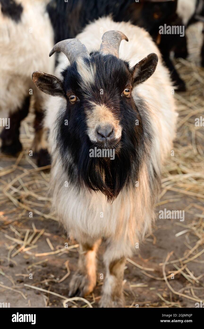 Welsh goat with large and sharp horns, a zoo with unusual animals ...