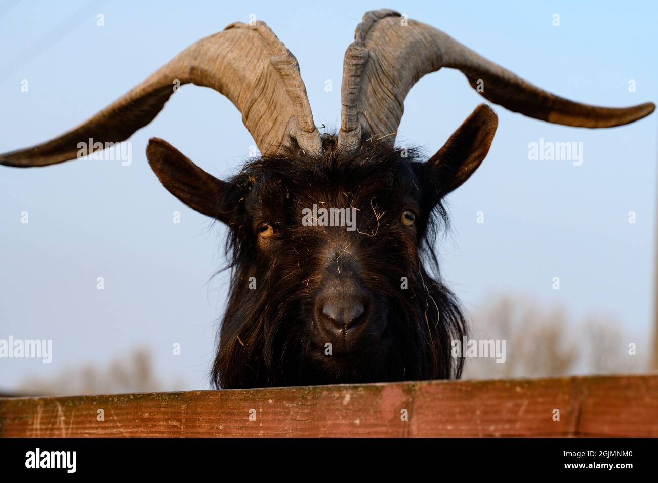 Welsh goat with large and sharp horns, a zoo with unusual animals ...