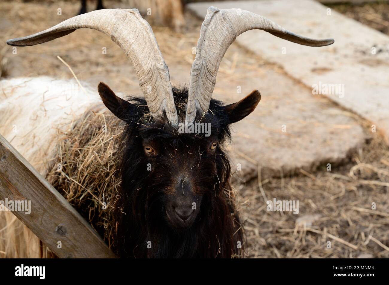 Welsh goat with large and sharp horns, a zoo with unusual animals ...