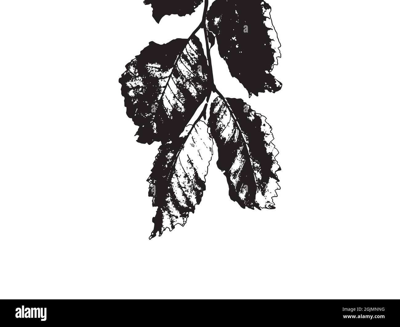 Aspen Leaves Clipart Background