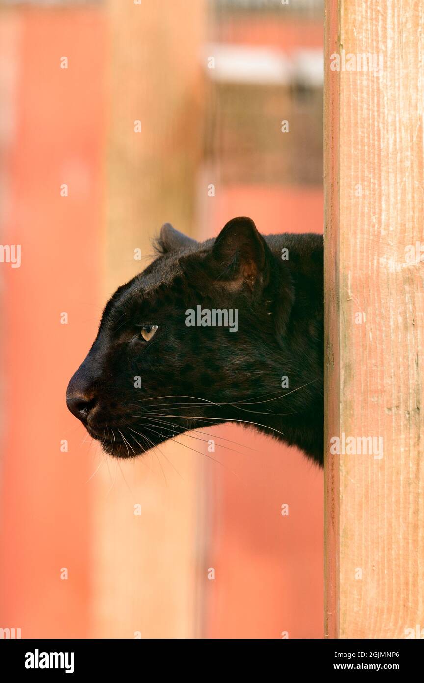 Spotted panther, dangerous predator, panther in the zoo, limpopo zoo ...