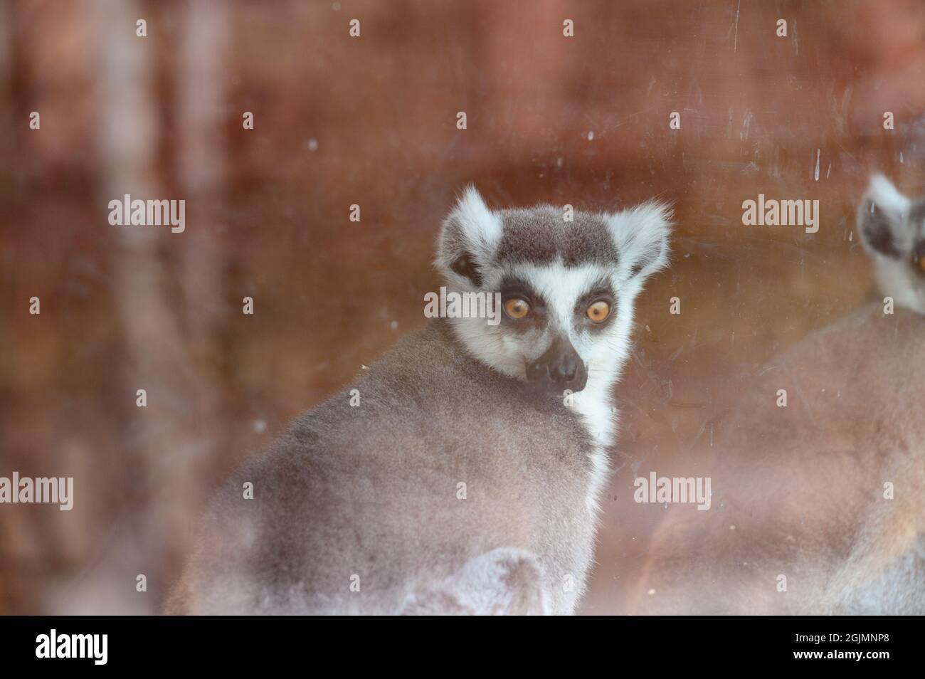Lemur with a stern and scary look, a primate at the zoo. new Stock ...