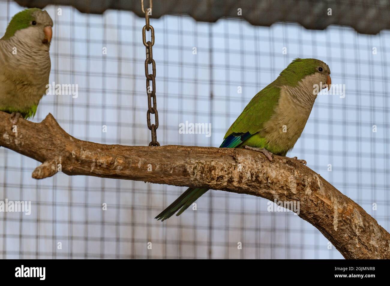 monk parrot in zoo cages, colorful and funny birds, heat-loving birds ...