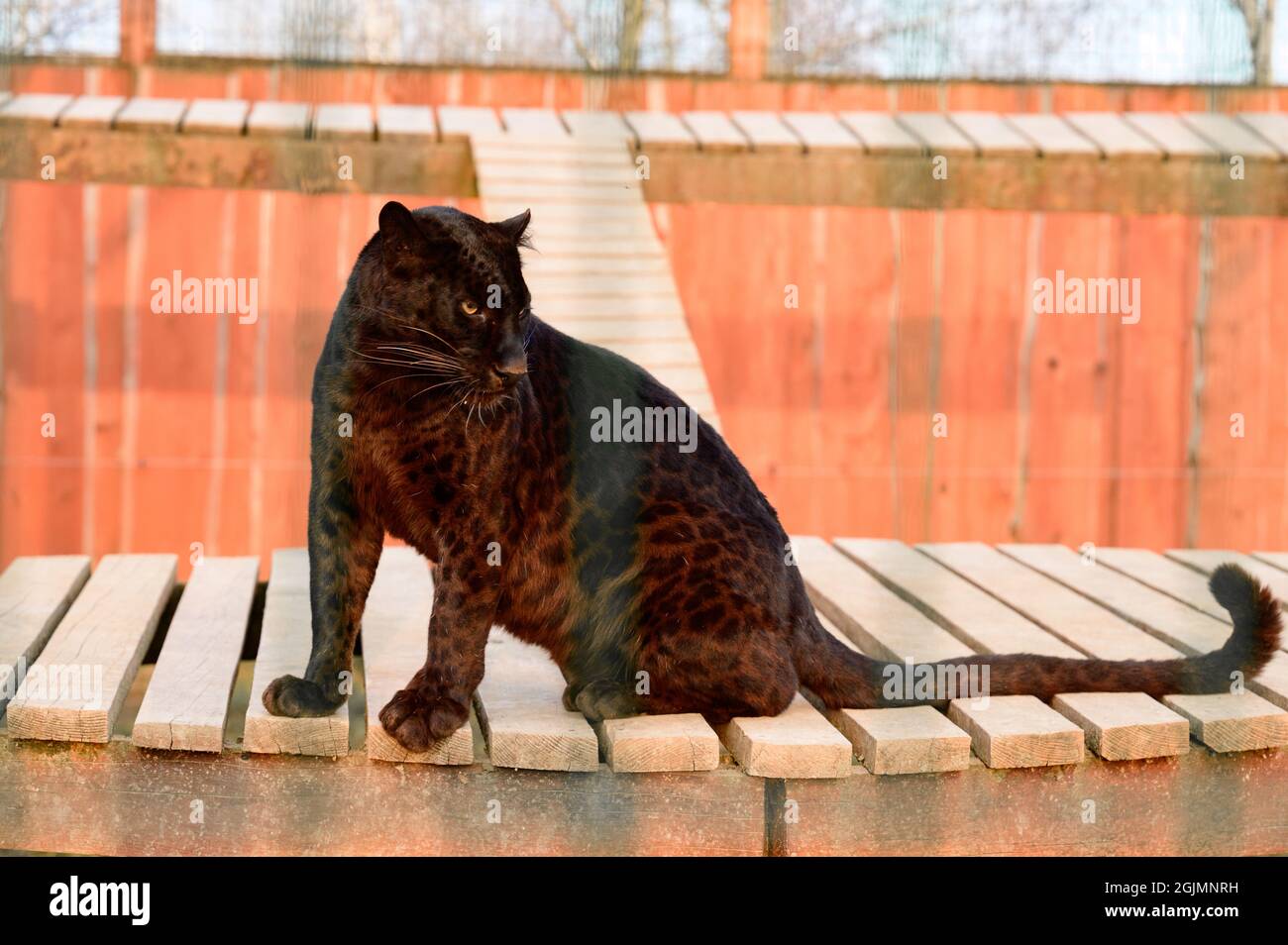 Spotted panther, dangerous predator, panther in the zoo, limpopo zoo ...