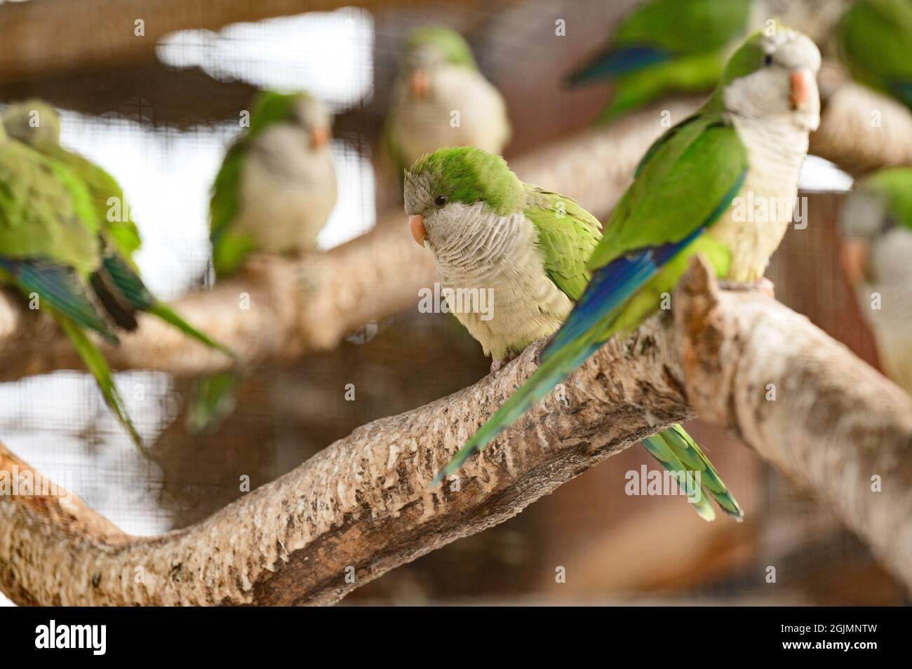 monk parrot in zoo cages, colorful and funny birds, heat-loving birds ...