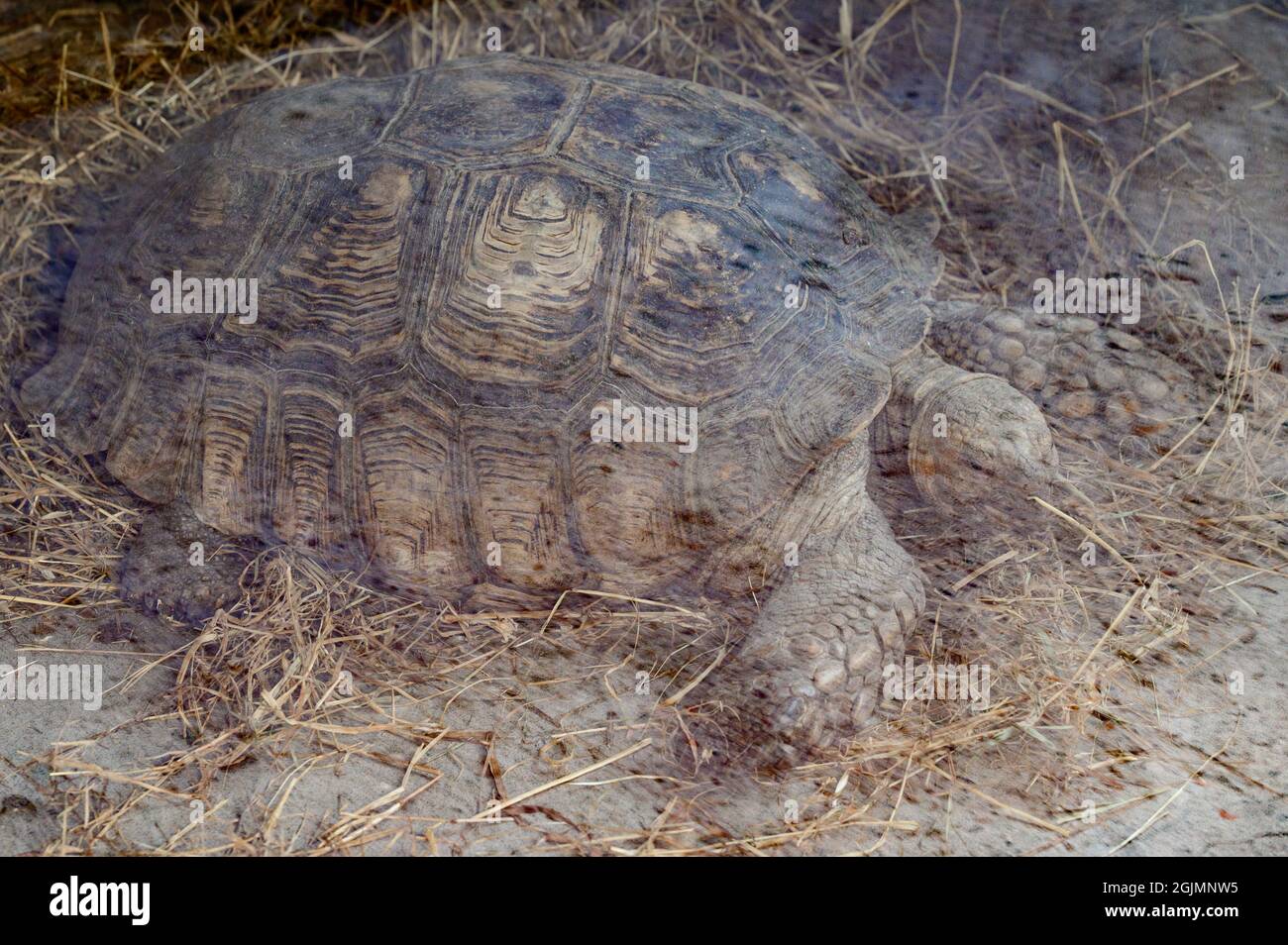 One of the species of turtles that live in the zoo, the turtle in the ...