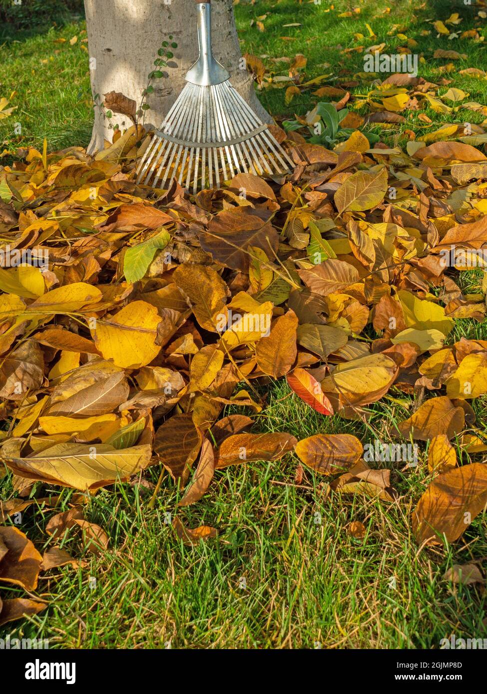 Colorful autumn leaves with rake, golden october Stock Photo - Alamy