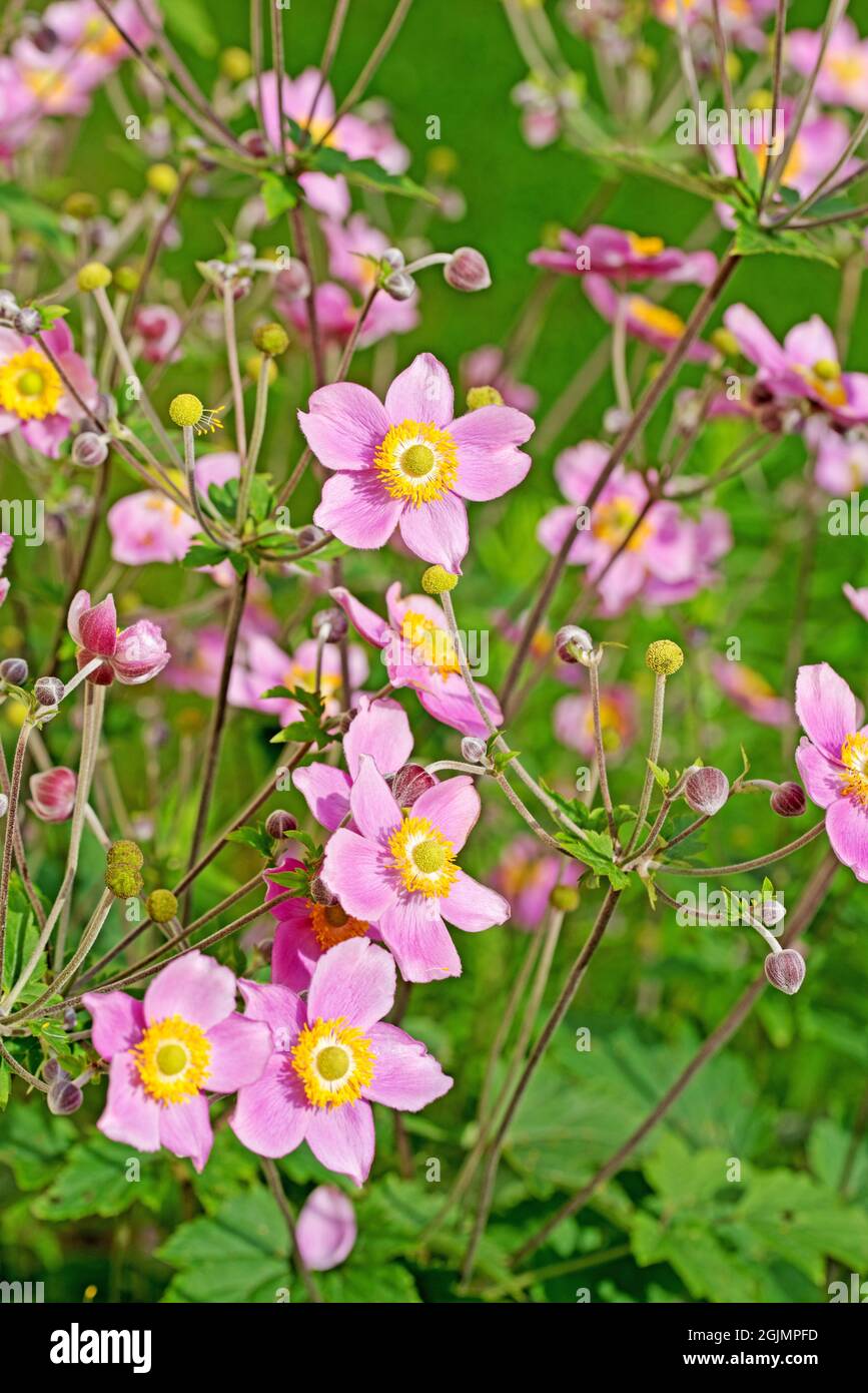 Autumn Anemone High Resolution Stock Photography and Images - Alamy