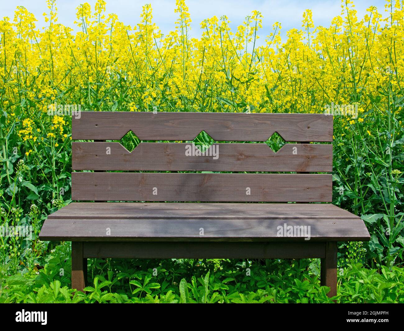 Wooden bench in nature Stock Photo - Alamy