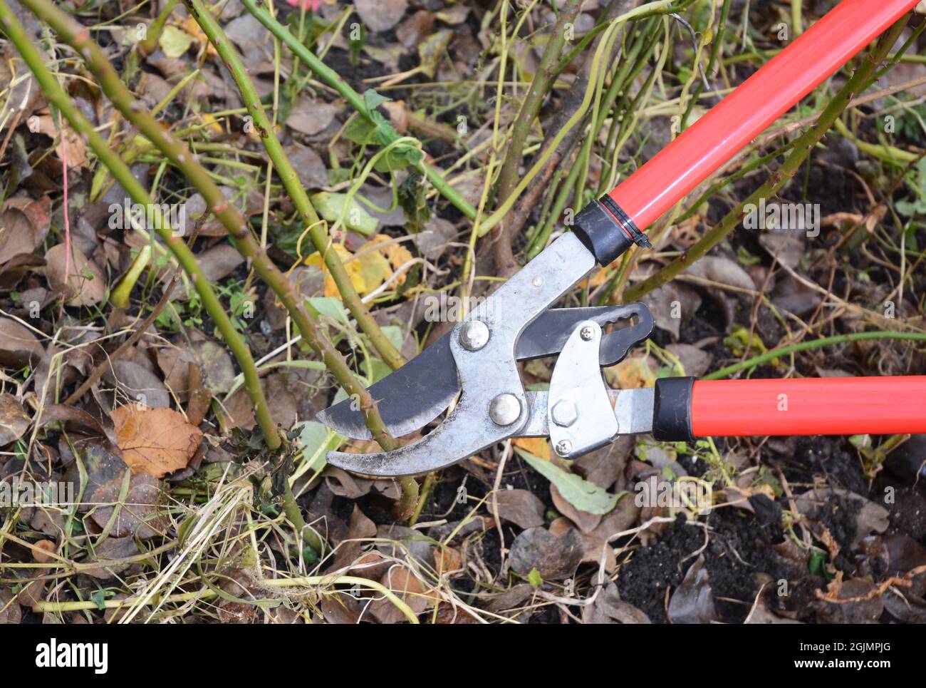 Pruning and Training Climbing Roses with Garden Pruning Scissors. Rose ...