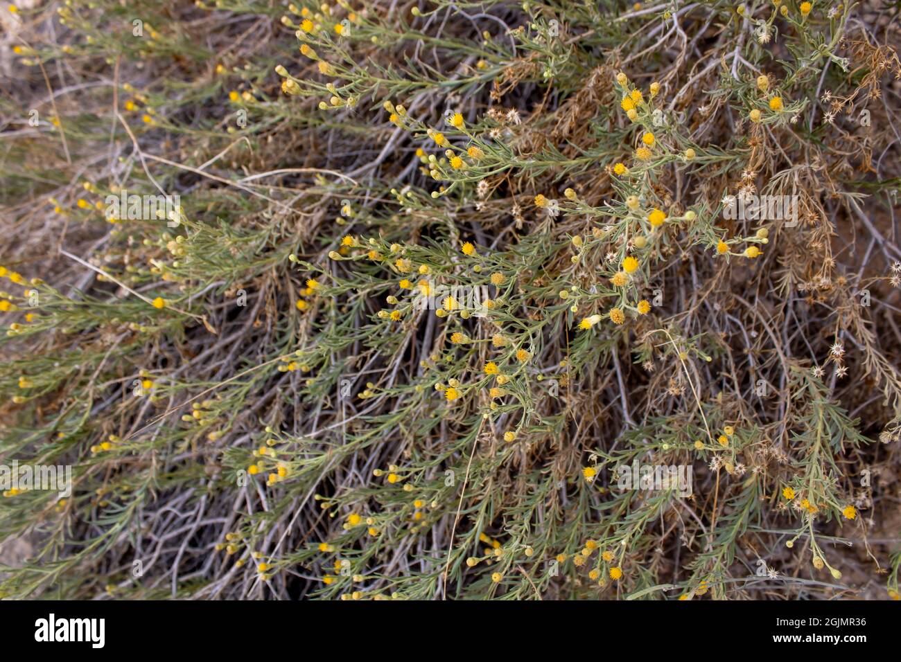 Flora of saudi arabia hi-res stock photography and images - Alamy