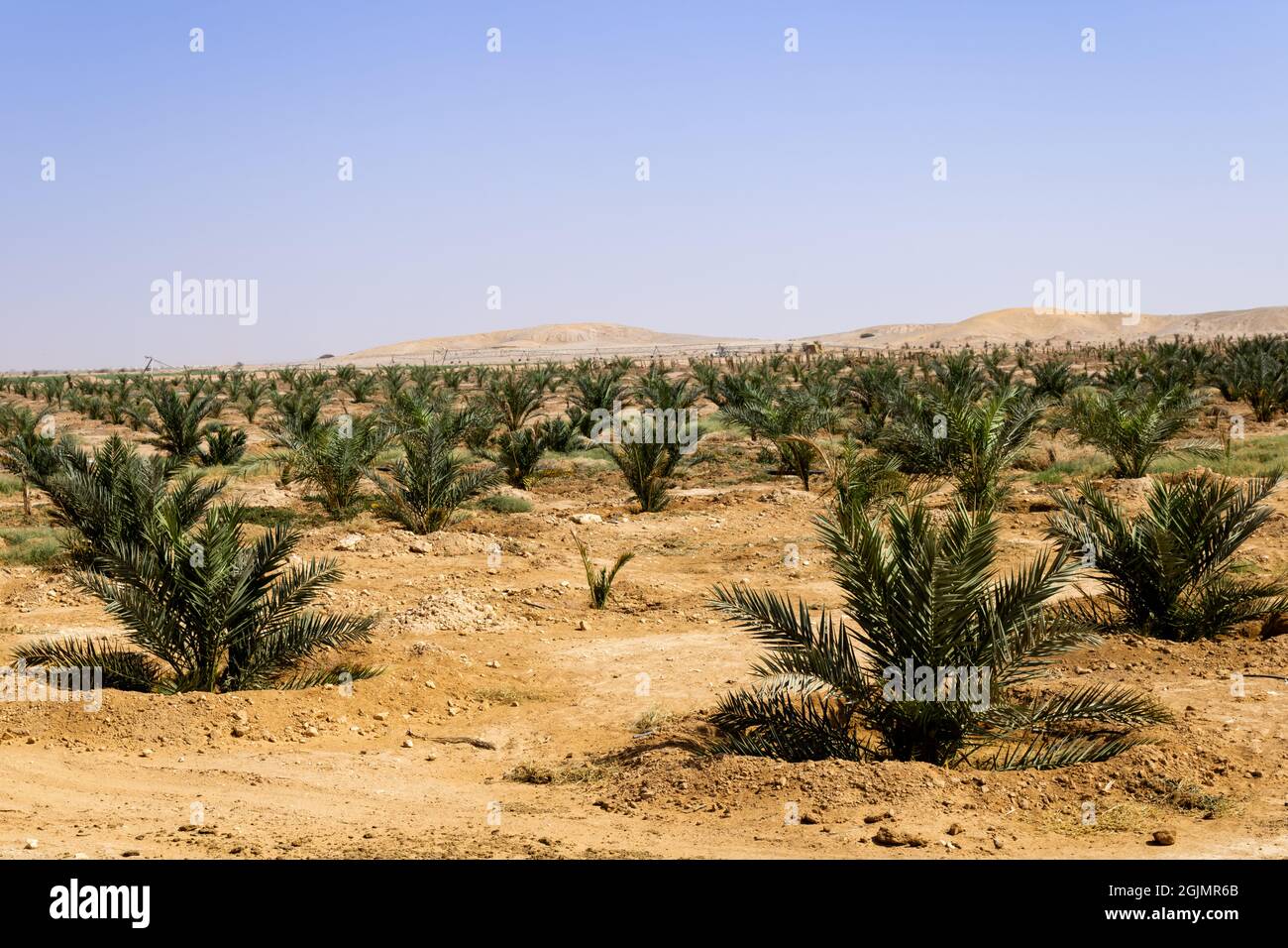 A farm with young date palm trees in Khafs Daghrah, an agricultural ...