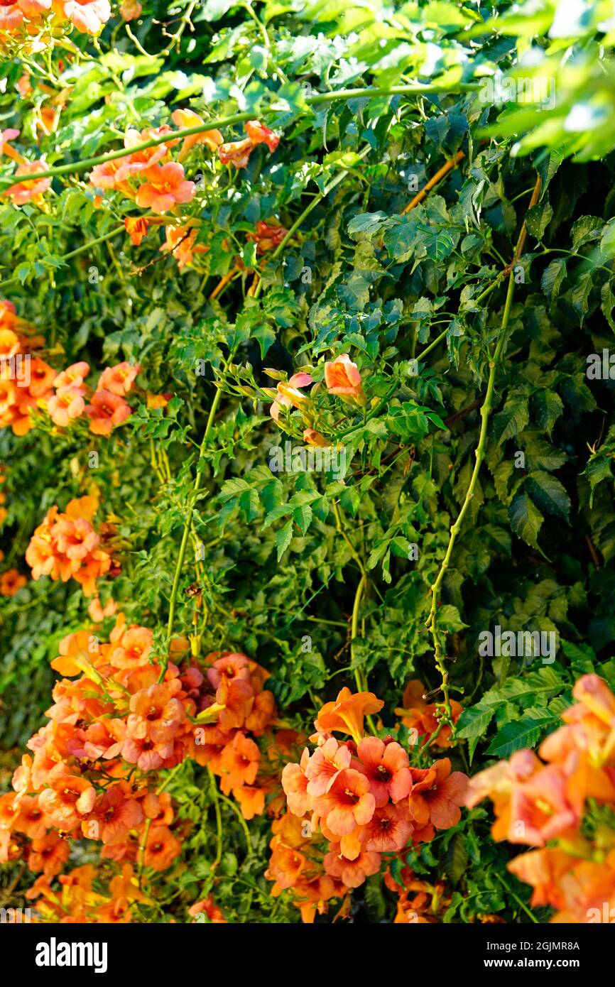 colorful plants on rhodes island in greece Stock Photo - Alamy