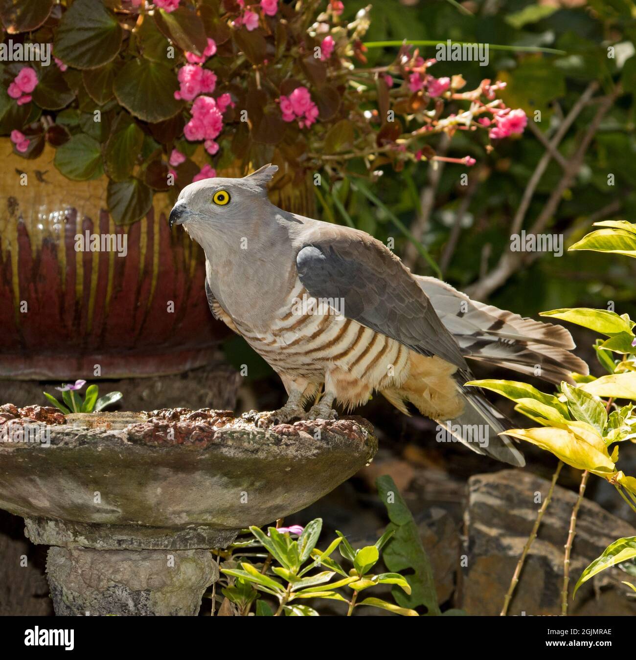 Beautiful Pacific Baza / Crested Hawk, Aviceda subcristata at garden ...