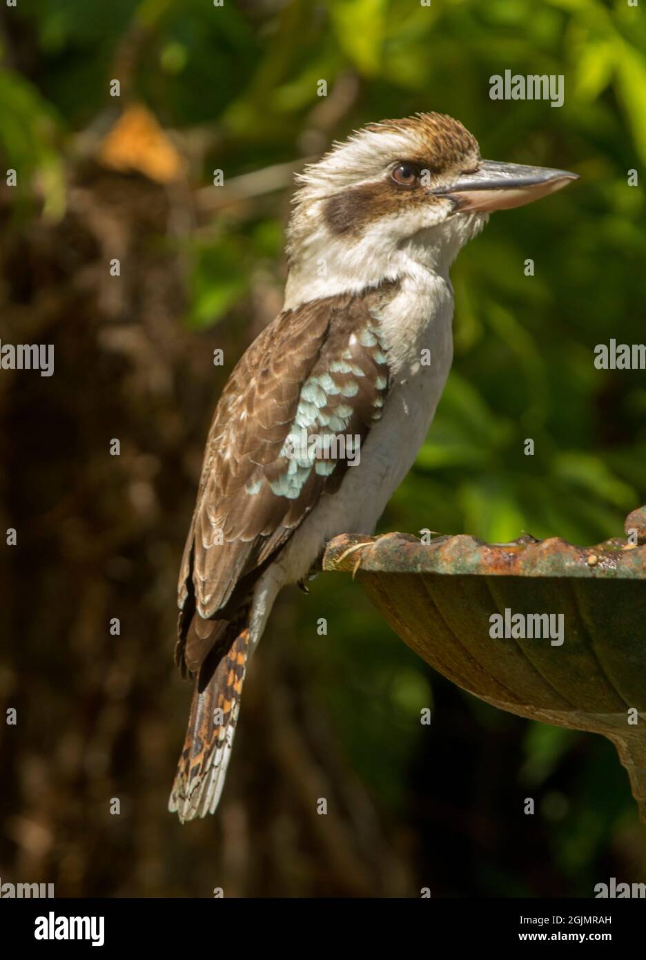 Australian bird, Kookaburra / Laughing Jackass, Dacelo novaeguineae on ...