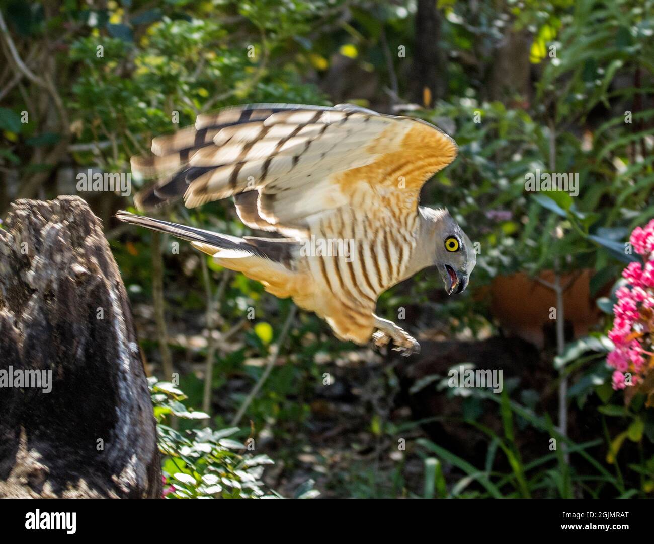 Pacific Baza / Crested Hawk, Aviceda subcristata, in flight, leaping ...