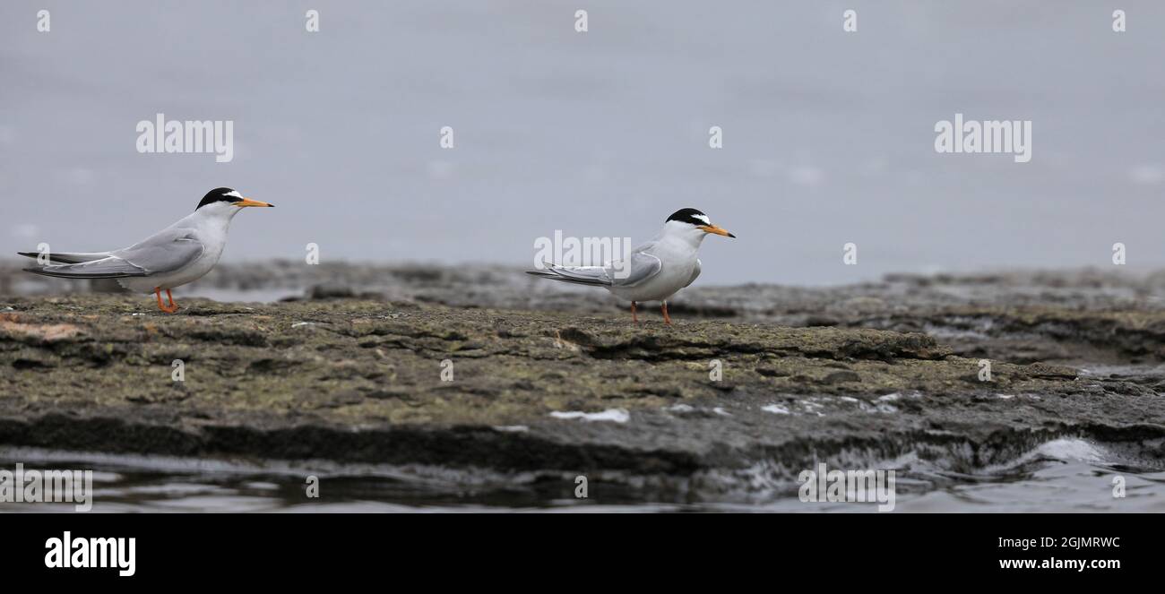 Little tern sternula albifrons pair hi-res stock photography and images ...