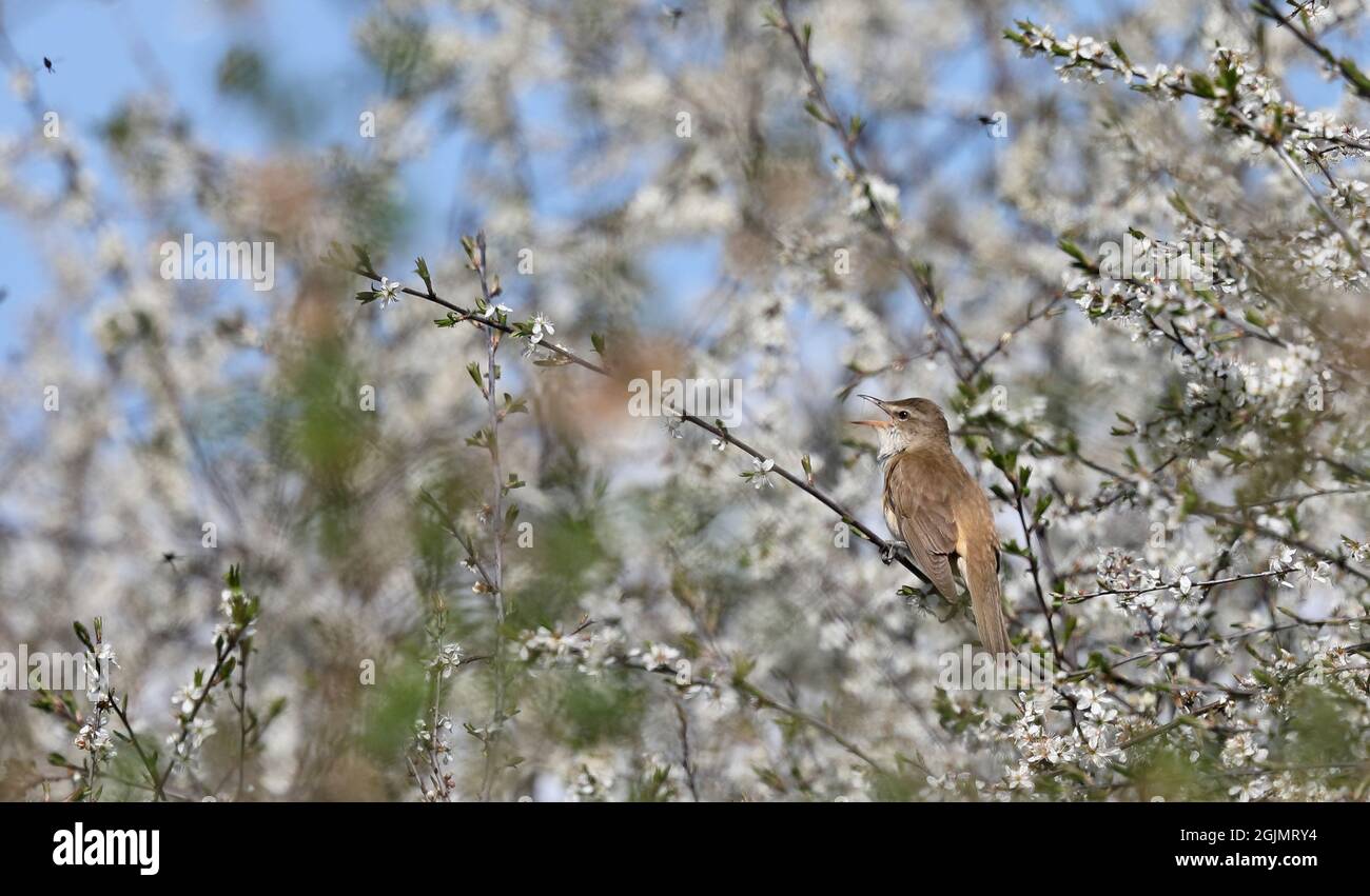 Great reed warbler singing from Sloe blossom Stock Photo - Alamy