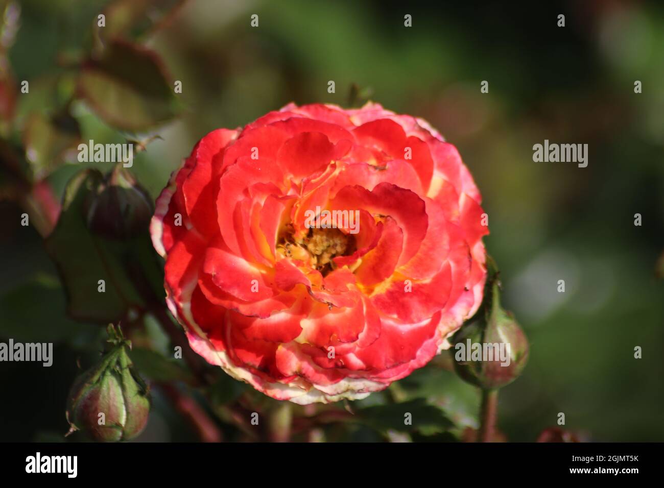 Guldemondplantsoen in Netherlands, large rosarium in Boskoop with close ...