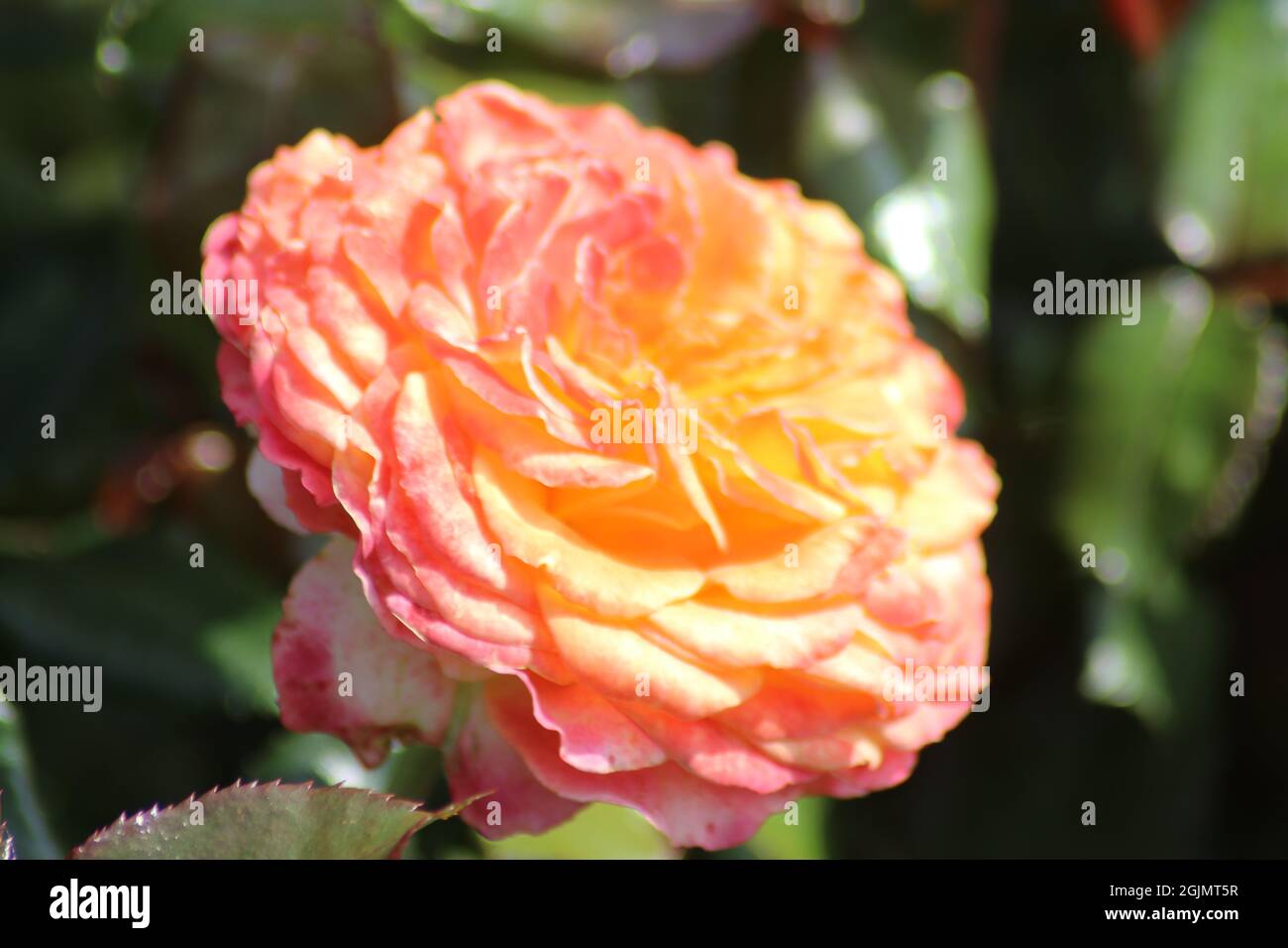 Rose meteor hi-res stock photography and images - Alamy
