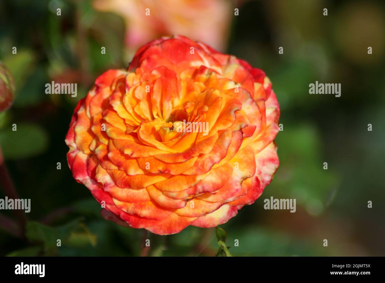 Rose meteor hi-res stock photography and images - Alamy