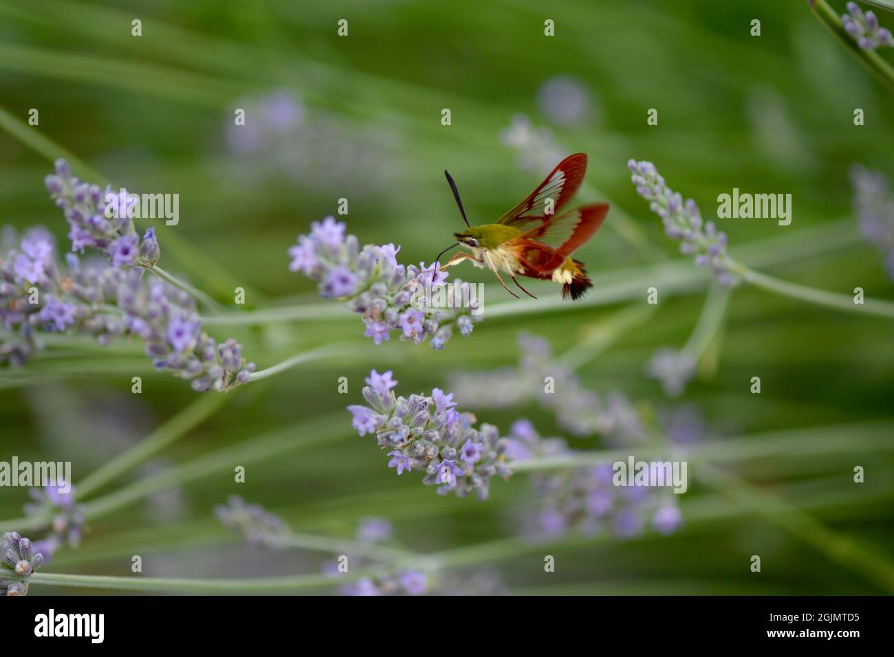Hummingbird clearwing moth on lavender Stock Photo - Alamy