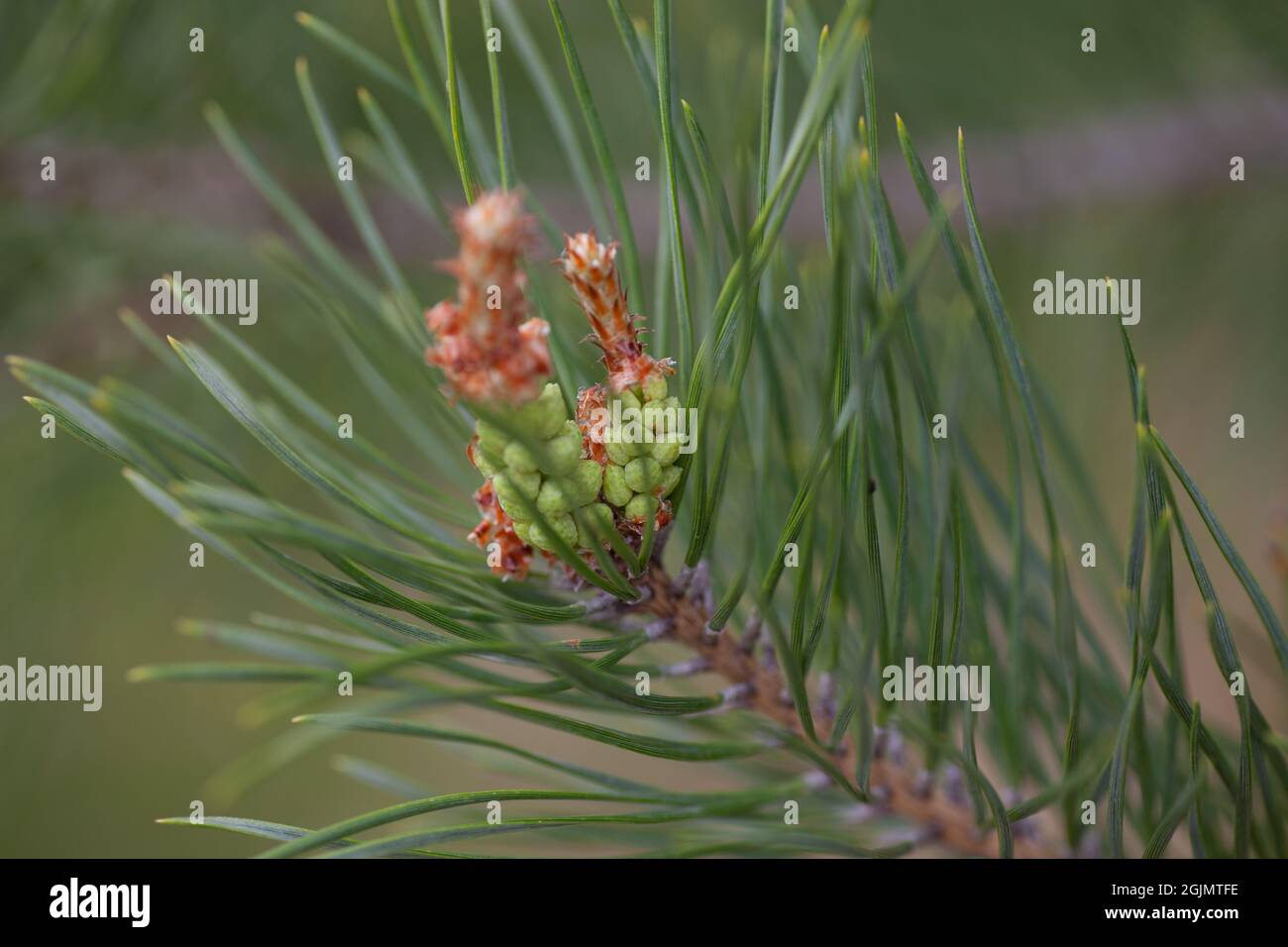 Young green bump on pine branch. Close-up of small green pine cone on ...