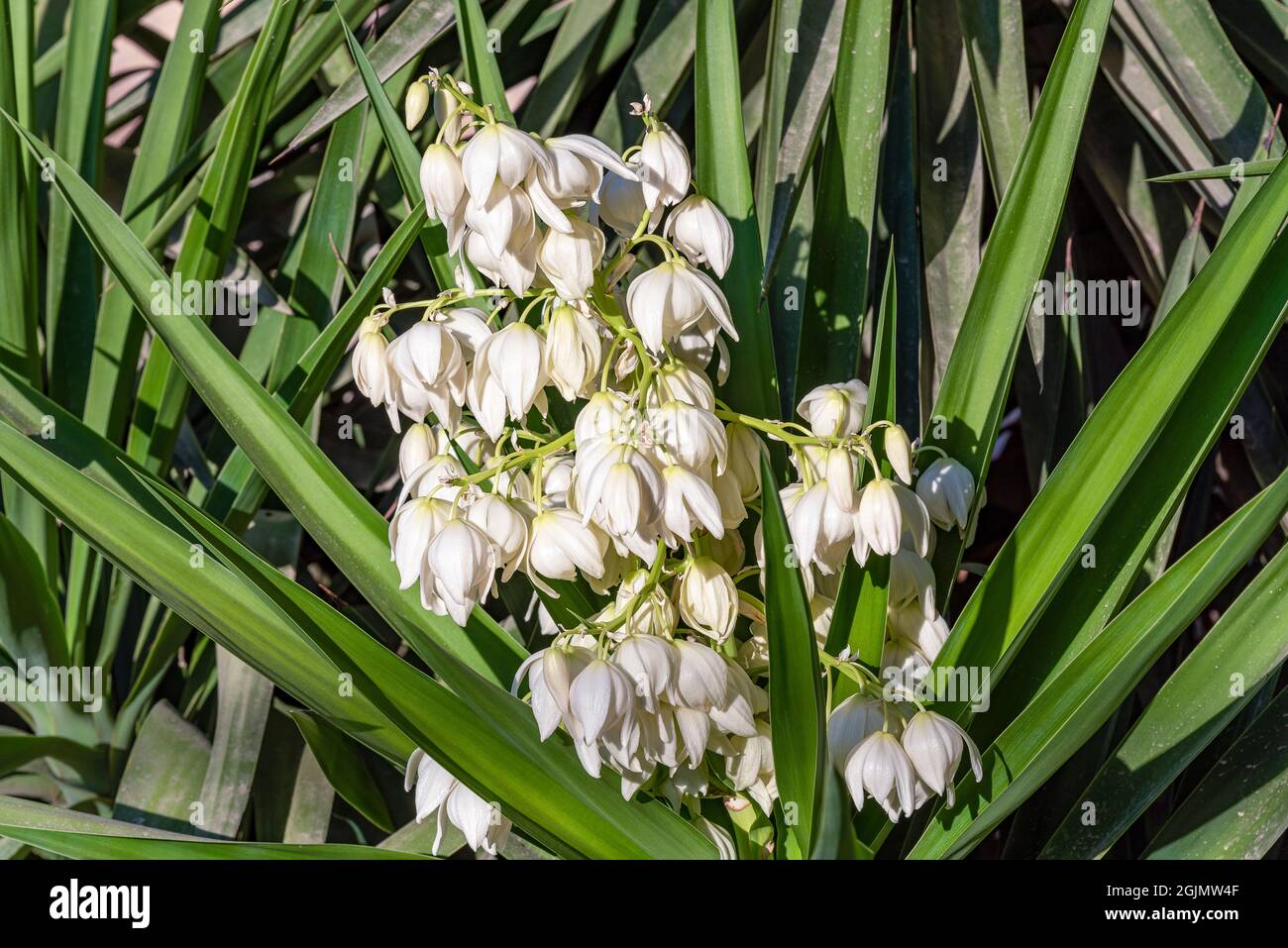 White flowers of yucca plant. blooming yucca Stock Photo - Alamy