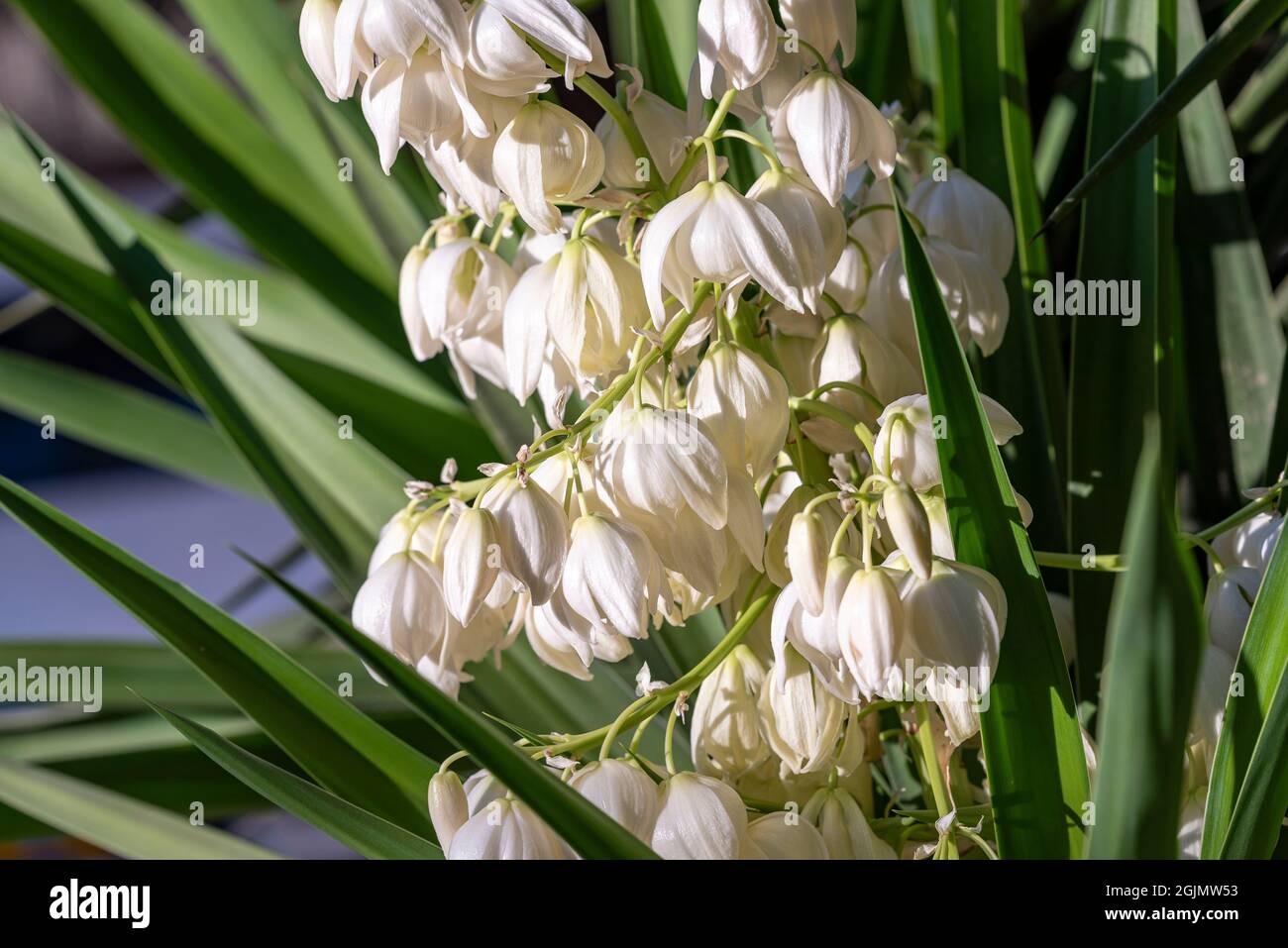 White flowers of yucca plant. blooming yucca Stock Photo - Alamy