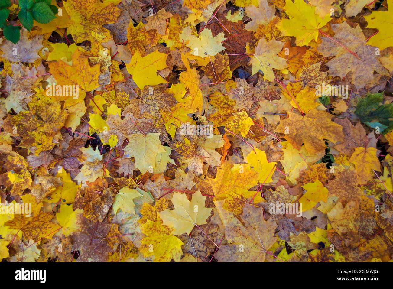 Autumn background texture, fallen leaves covering the ground Stock ...