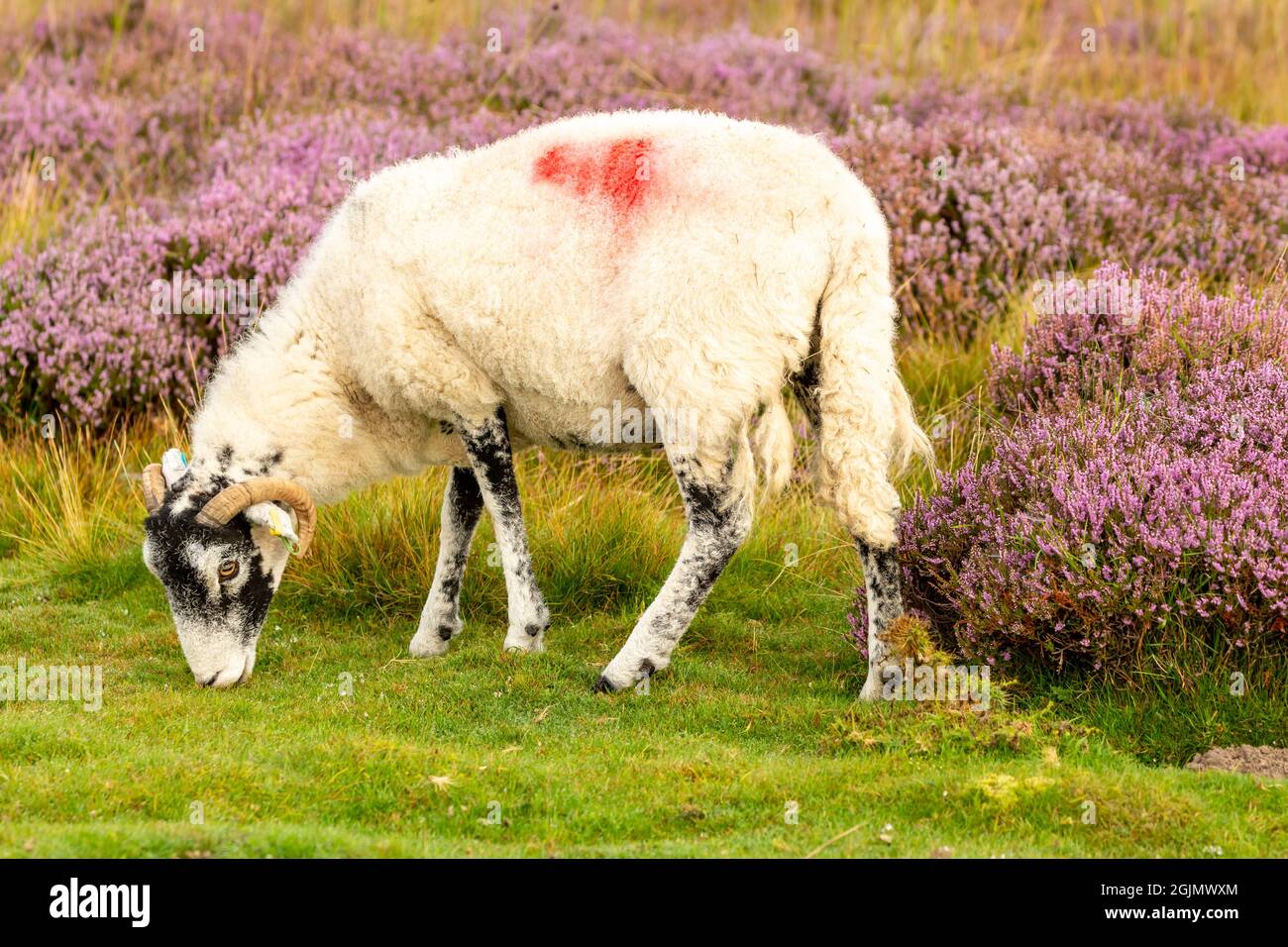 Swaledale ewe or female sheep grazing on open moorland when the heather ...