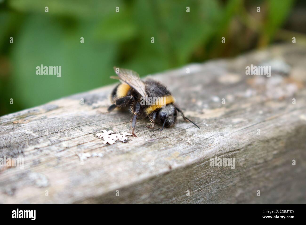 Bumble bee resting on an old wooden post in the British countryside ...