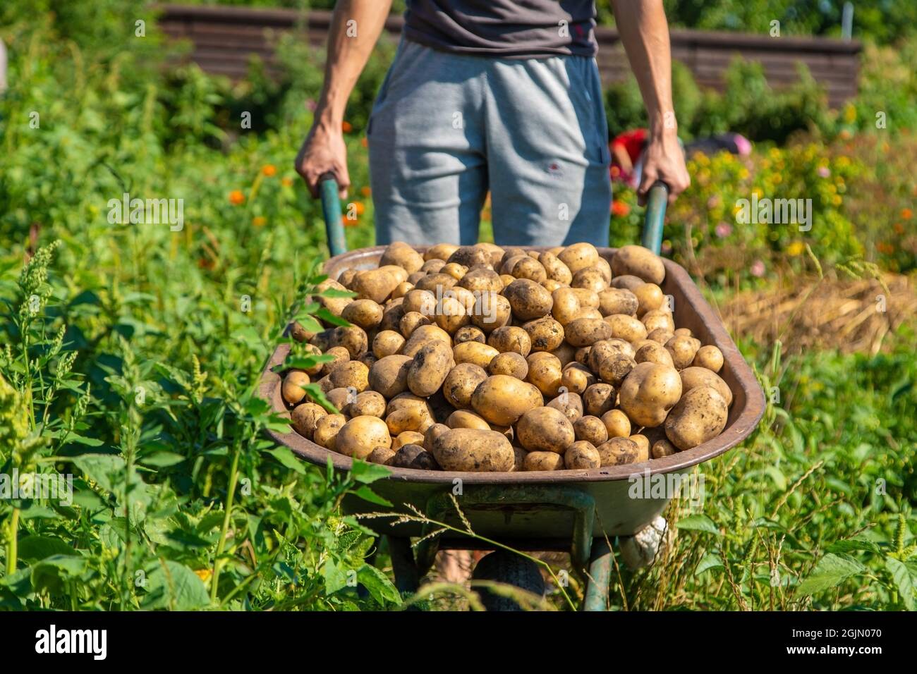 Digging potatoes. Harvest potatoes on the farm. Environmentally friendly and natural product ...