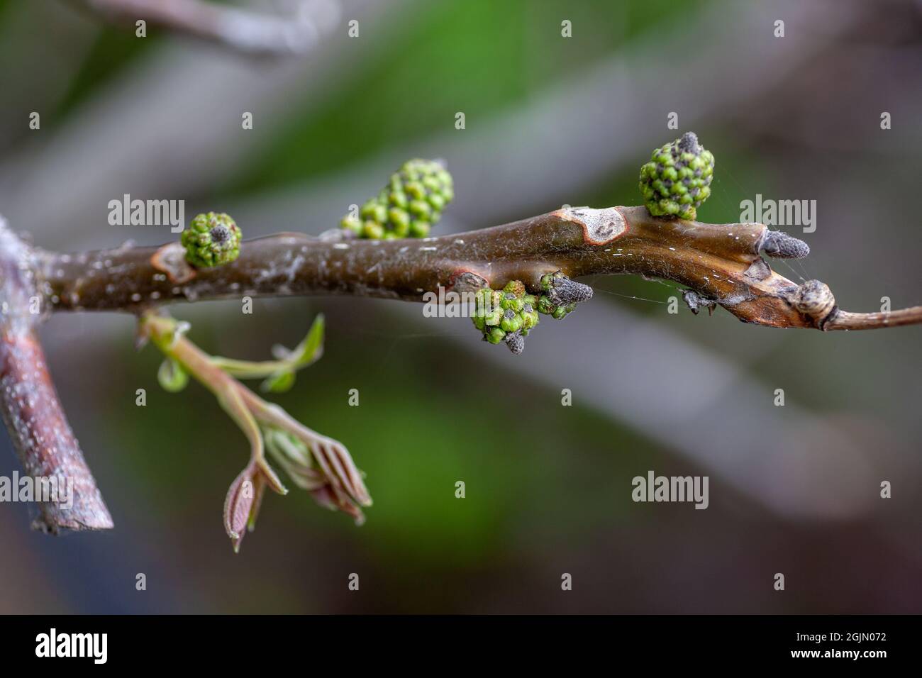 Close-up of sprig of walnut in early spring. Green buds and recently ...