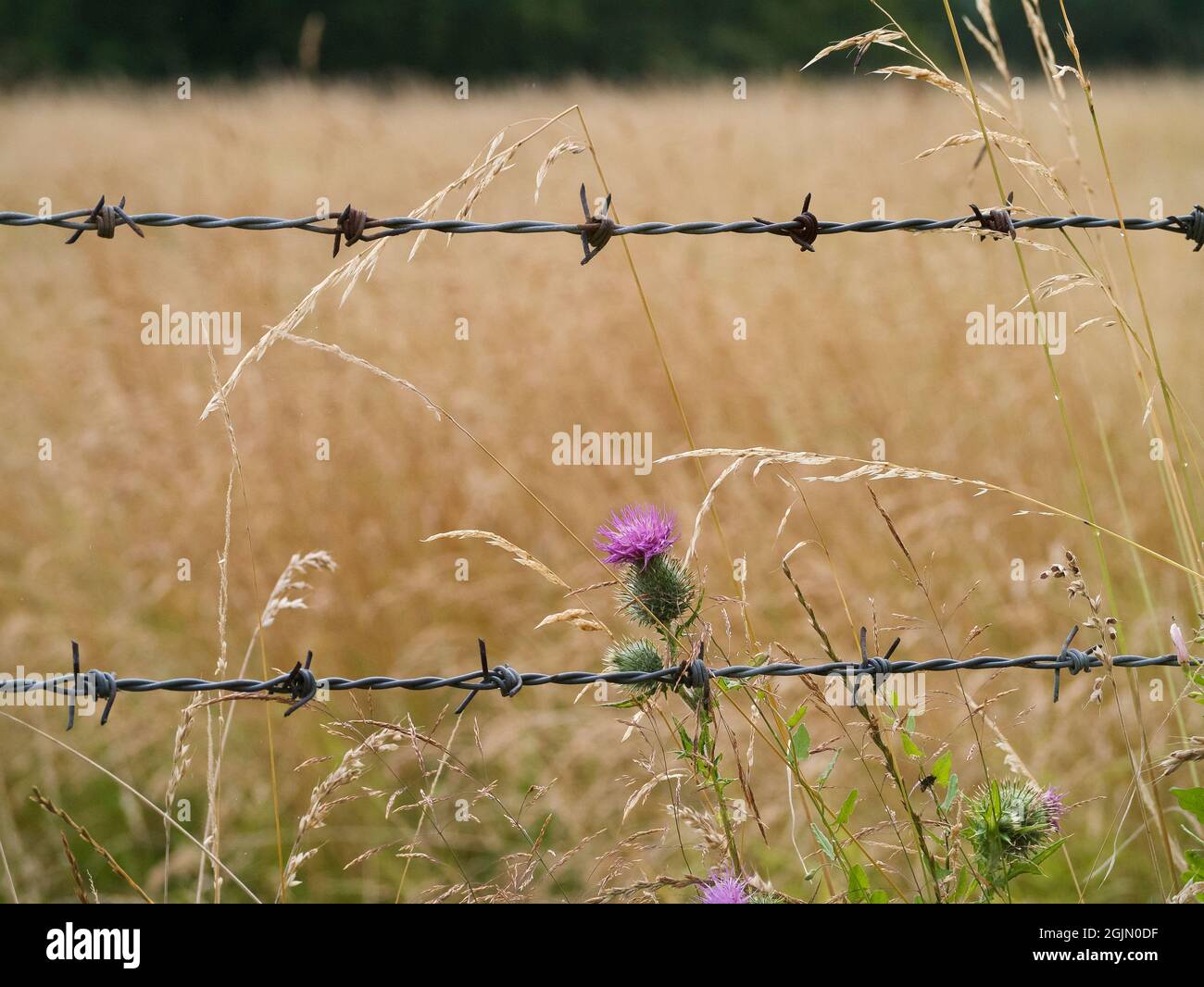 Barbed thistle hi-res stock photography and images - Alamy