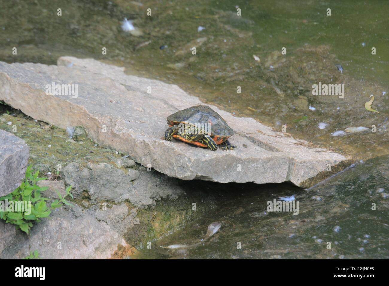 Turtle on the rock in the river water stream Stock Photo - Alamy