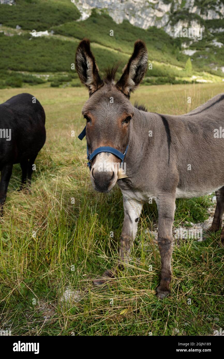 grazing donkeys in summer on the italian alps mountains Stock Photo - Alamy