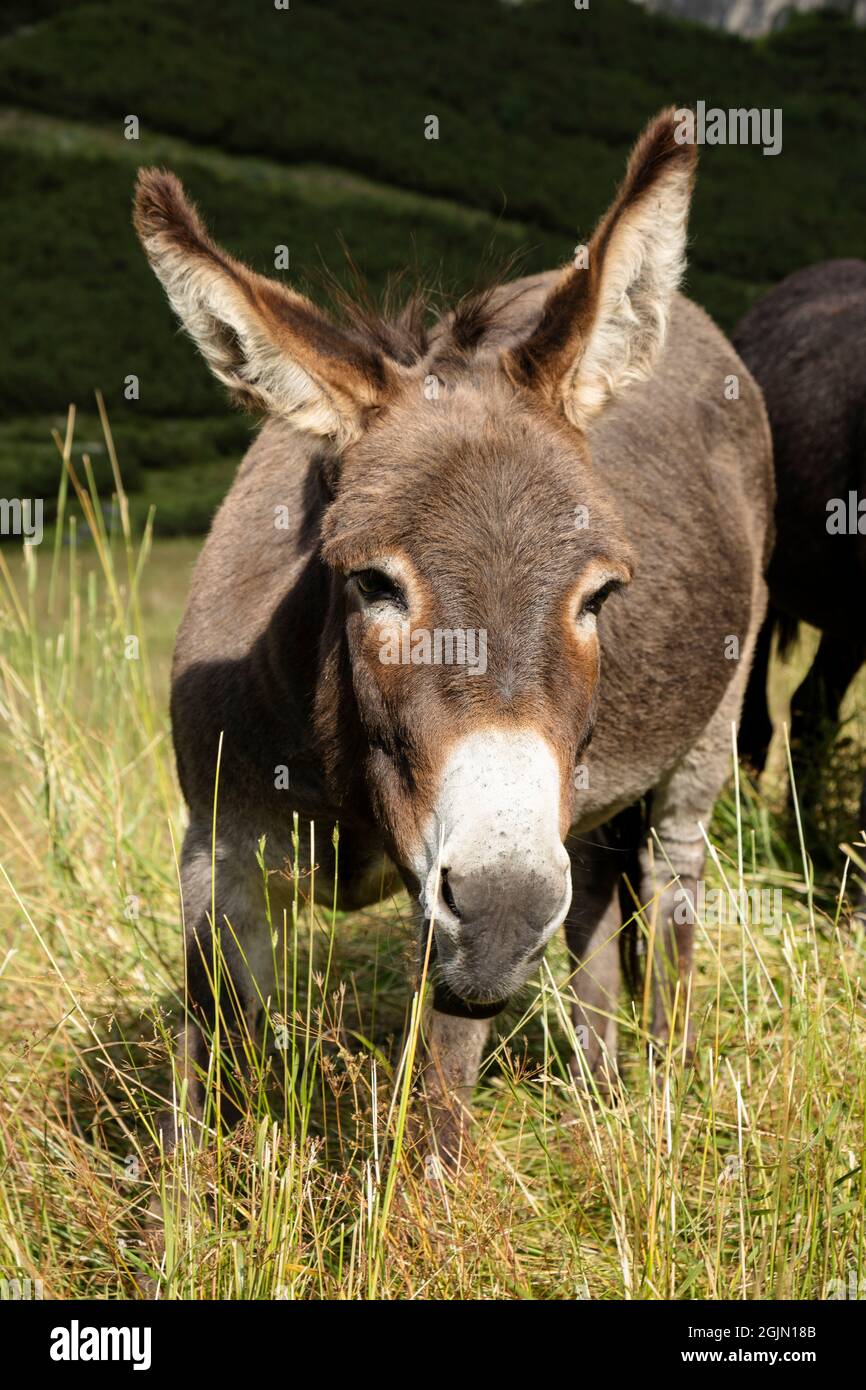 Donkey on italian alps hi-res stock photography and images - Alamy