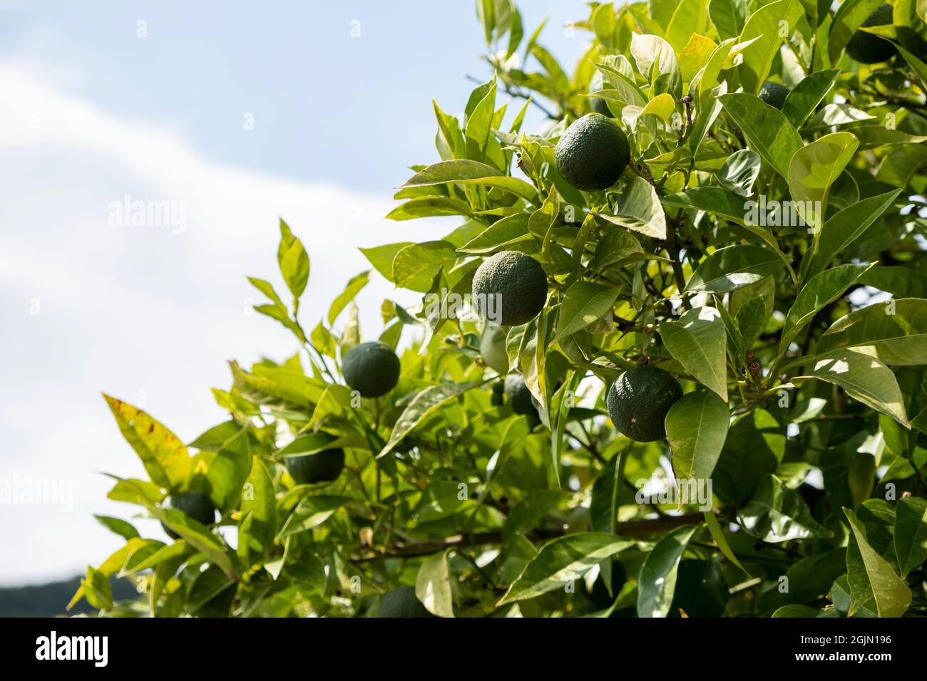 Green lime fruits on tree Stock Photo - Alamy