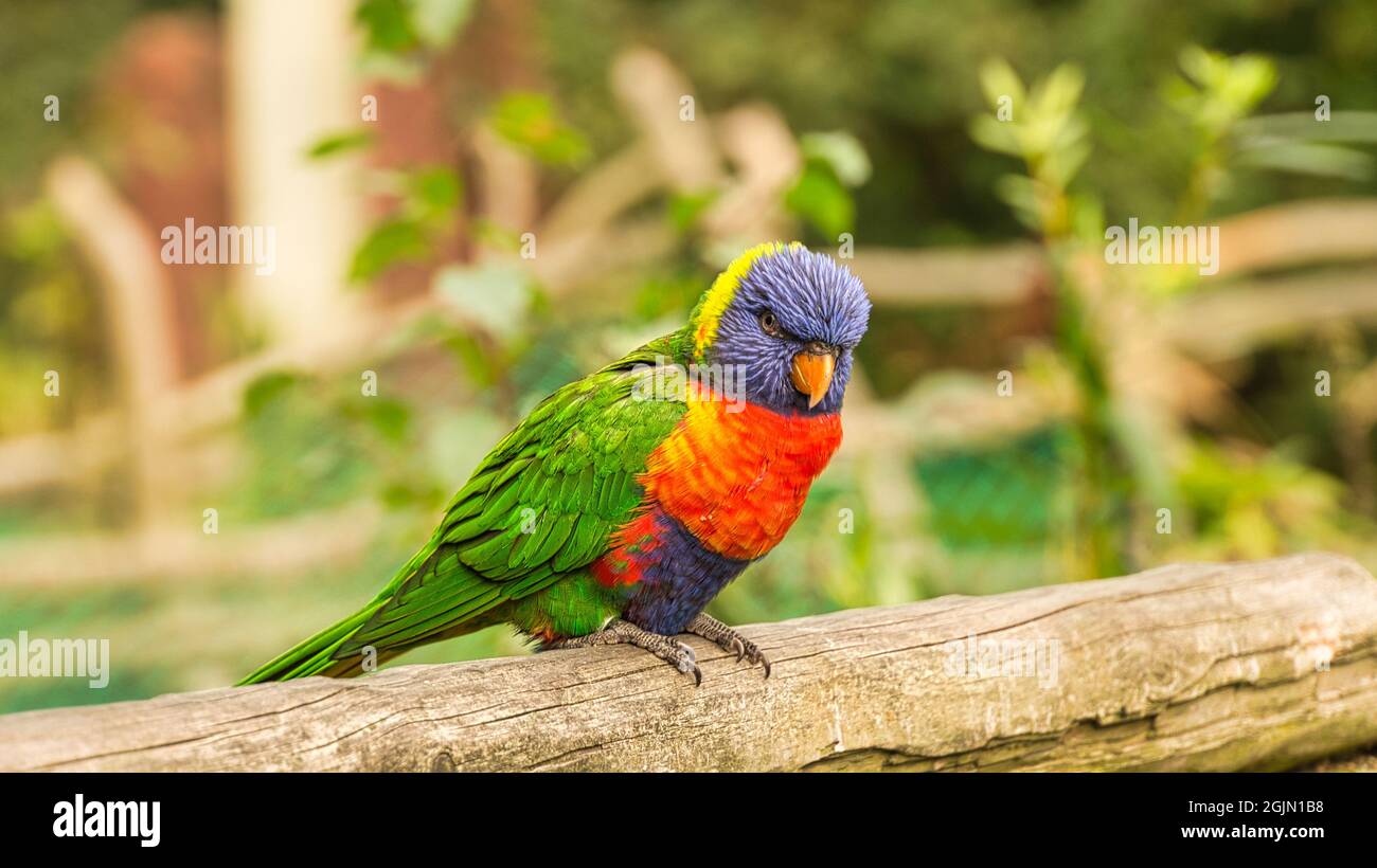 Lorikeet also called Lori for short, are parrot-like birds in colorful ...