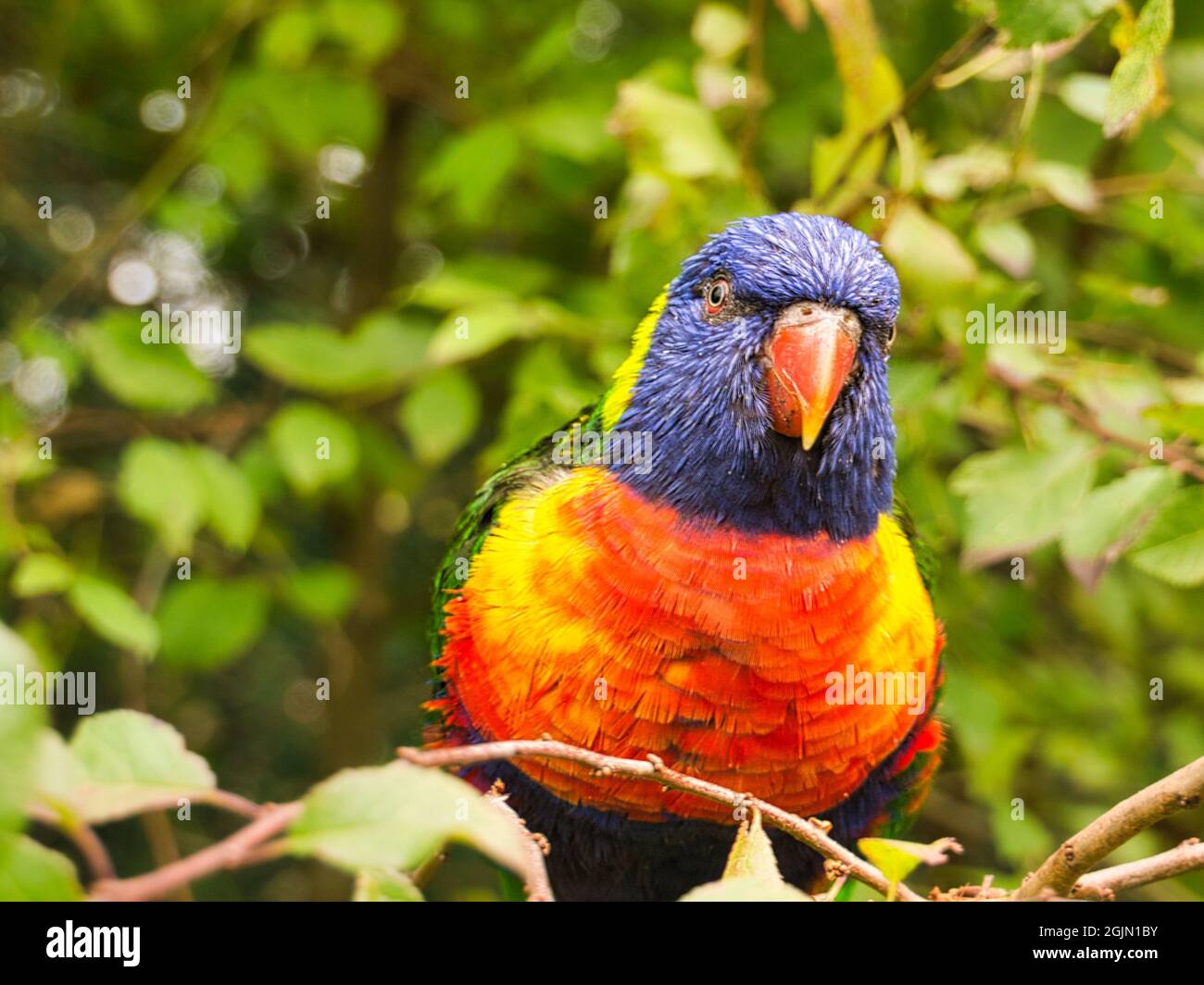 Birds with colorful plumage hi-res stock photography and images - Alamy